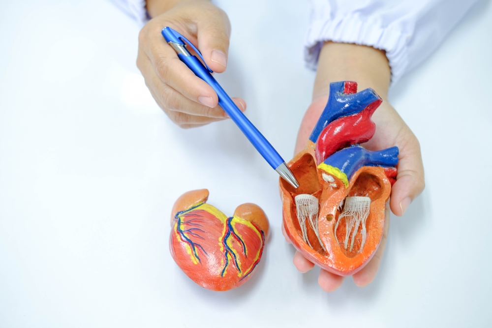 Heart Valves 101: From ‘Leaky’ And ‘Tight’ Valves To Heart Failure And ...
